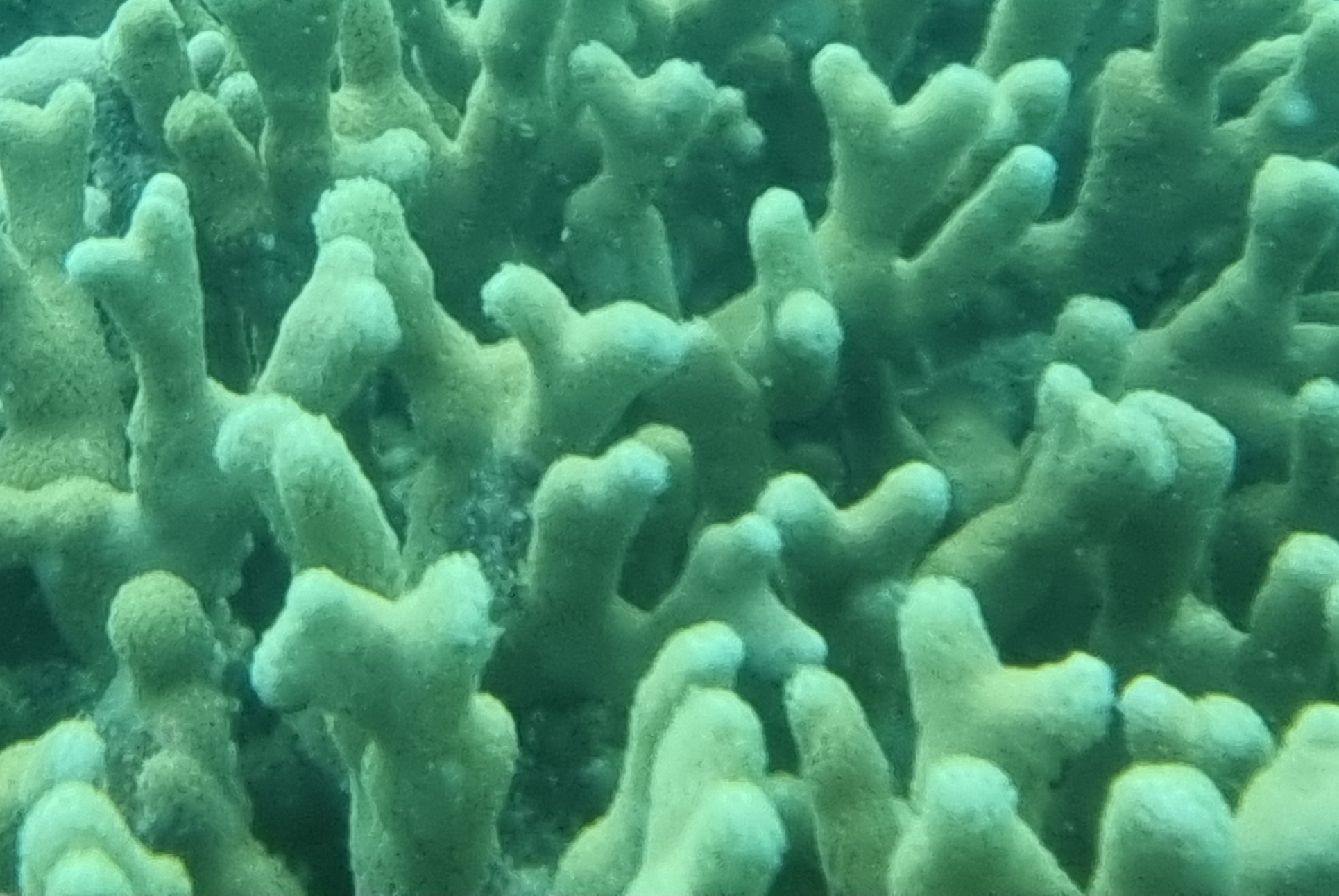 Porites cylindrica Dana, 1846