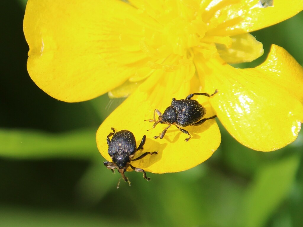 Iris weevil from Grevenmacher, Kelsbaach, Luxemburg on May 8, 2023 at ...