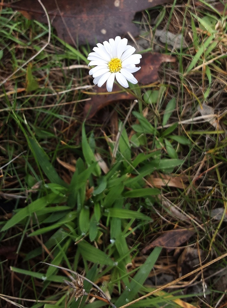 Tufted Daisy from Gardens of Stone SCA Lidsdale NSW 2790, Australia on ...