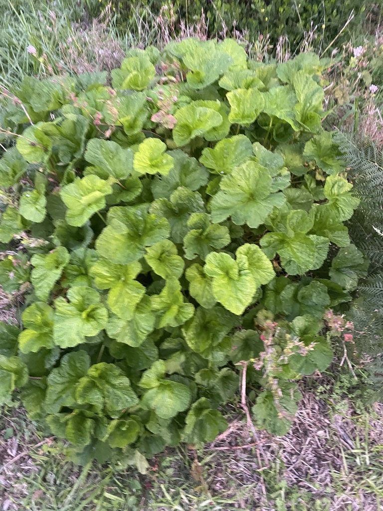 Austral Stork's-bill from Armstrongs Reserve, Seaford, VIC, AU on May ...