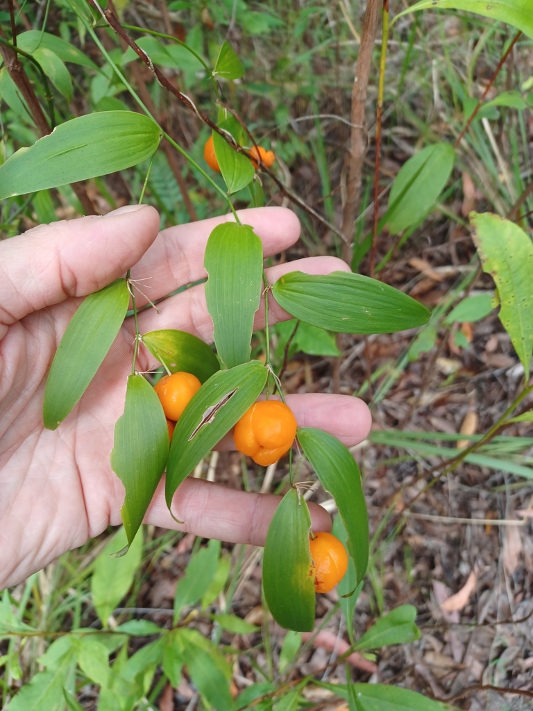 Wombat Berry from Kendall NSW 2439, Australia on May 15, 2023 at 10:16 ...