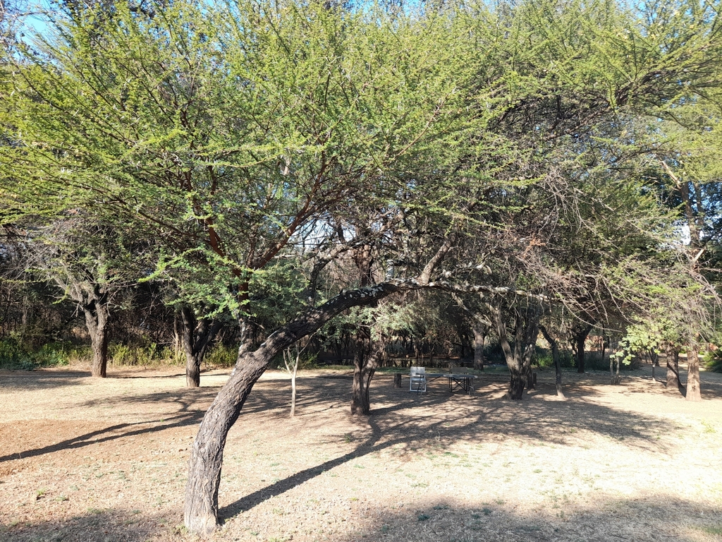 Curly-Pod Acacia from QGXX+M5W, Francistown, Botswana on May 15, 2023 ...