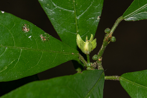 Grandidiera boivinii · iNaturalist
