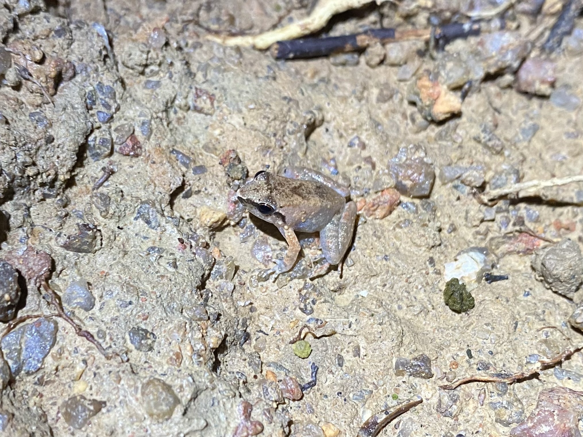 Limnonectes hascheanus (Stoliczka, 1870)