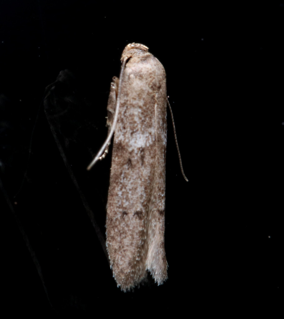 Blastobasis tarda in April 2023 by juliegraham173 · iNaturalist