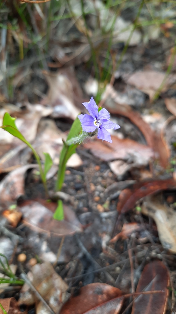 Winged-Stem Dampiera from Jelcobine WA 6306, Australia on September 20 ...