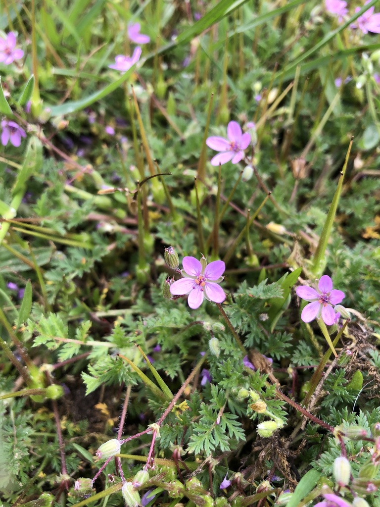 Redstem Stork's-bill from Ashburton Road, Thetford, England, GB on May ...
