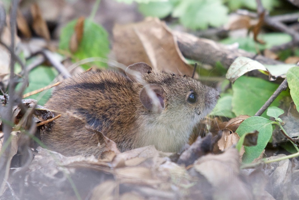 Striped Field Mouse from 中国山西省太原市迎泽区 on October 15, 2021 at 10:59 AM by ...