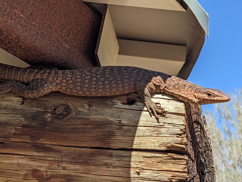 Black-headed Monitor from Burt Plain NT 0872, Australia on May 13, 2023 ...
