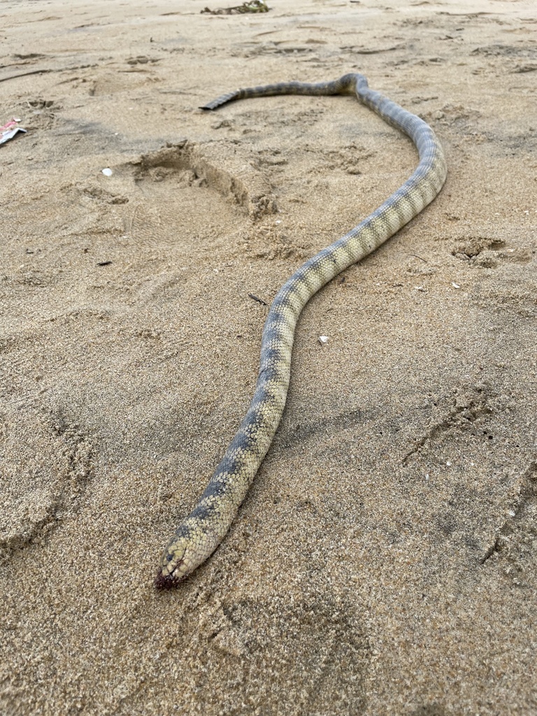 Annulated Sea Snake from Bay of Bengal, TN, IN on October 8, 2022 at 03 ...
