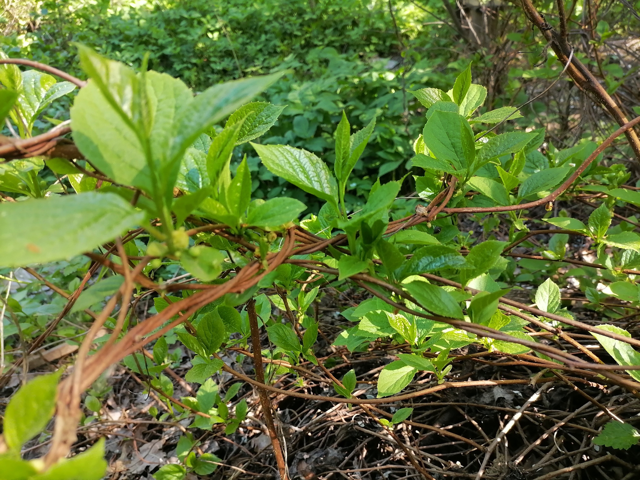 Schisandra chinensis (Turcz.) Baill.
