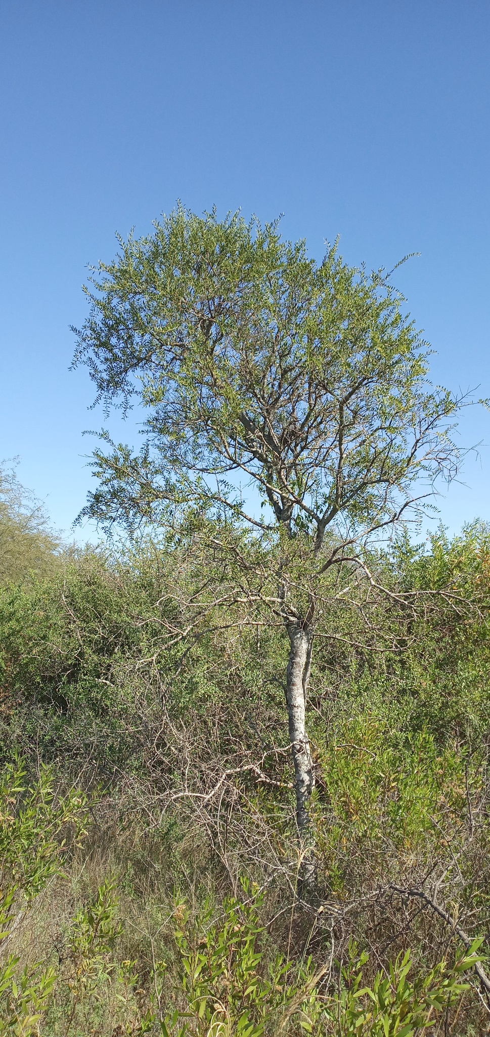 Aspidosperma quebracho-blanco Schltdl.