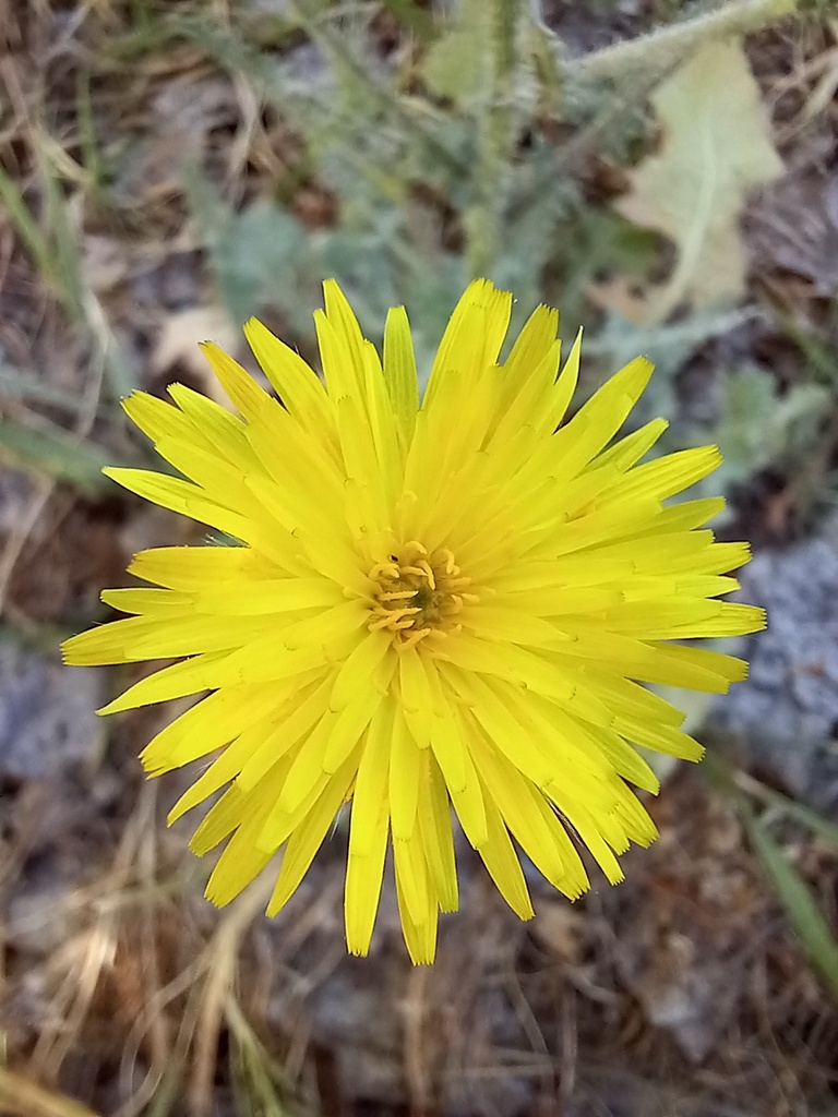 False Hawkbit from Escola Secundária José Gomes Ferreira on May 15 ...
