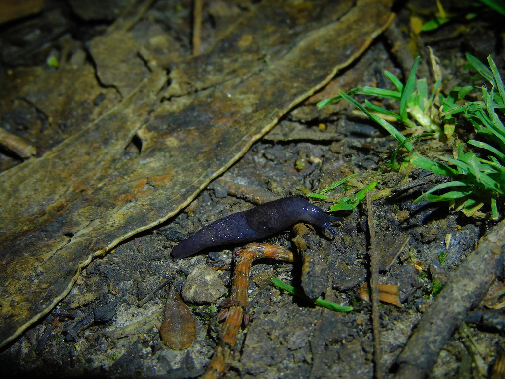 Milky Slug from Truganini Track, Taroona TAS 7053, Australia on May 13 ...