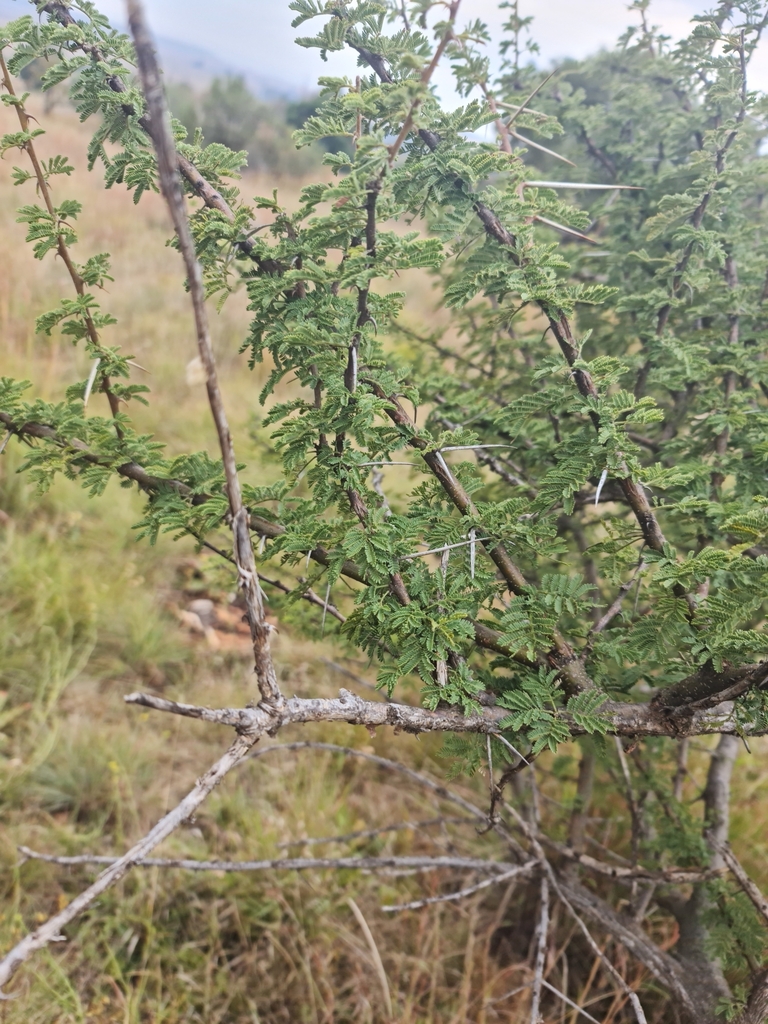 Curly-Pod Acacia from Carletonville, 2499, South Africa on May 15, 2023 ...