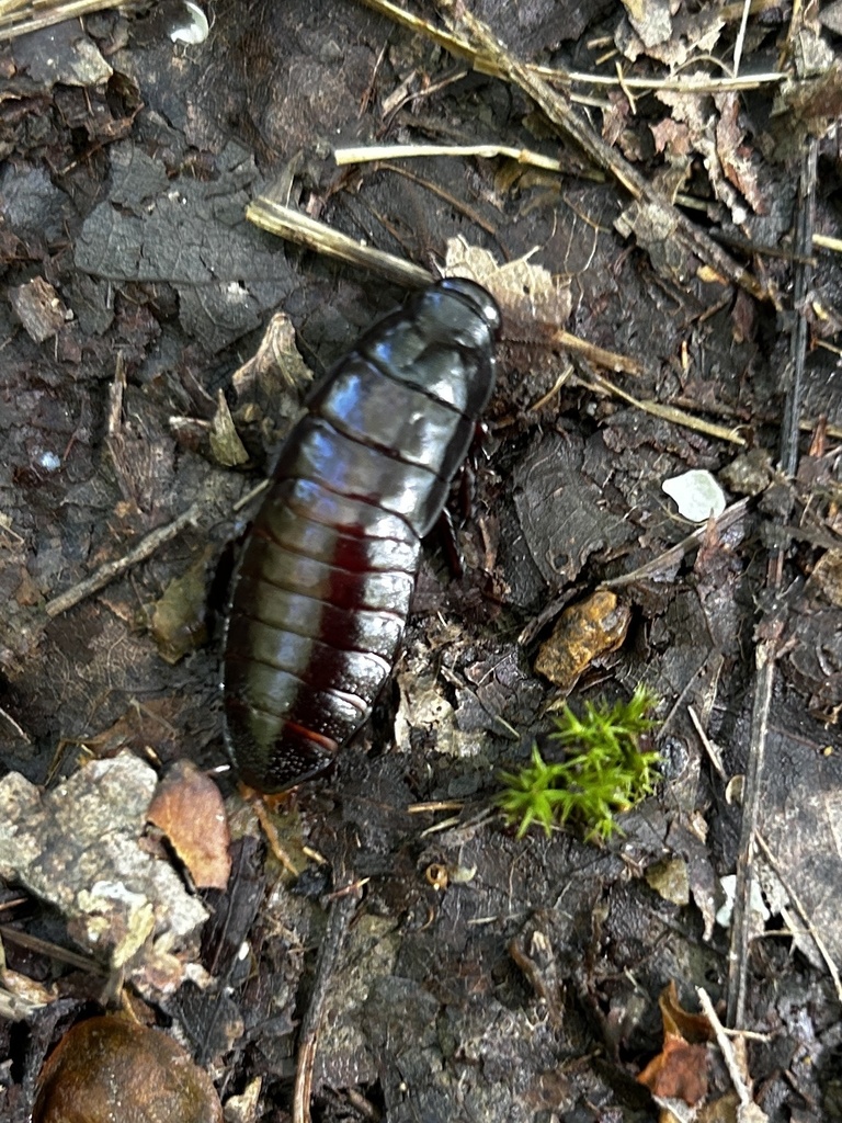 Brown-hooded Cockroach from Morgantown, WV, US on May 14, 2023 at 10:42 ...