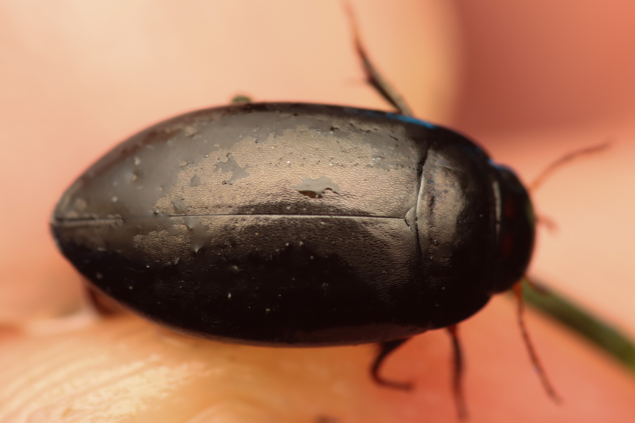 Agabus bipustulatus (Linnaeus, 1767)