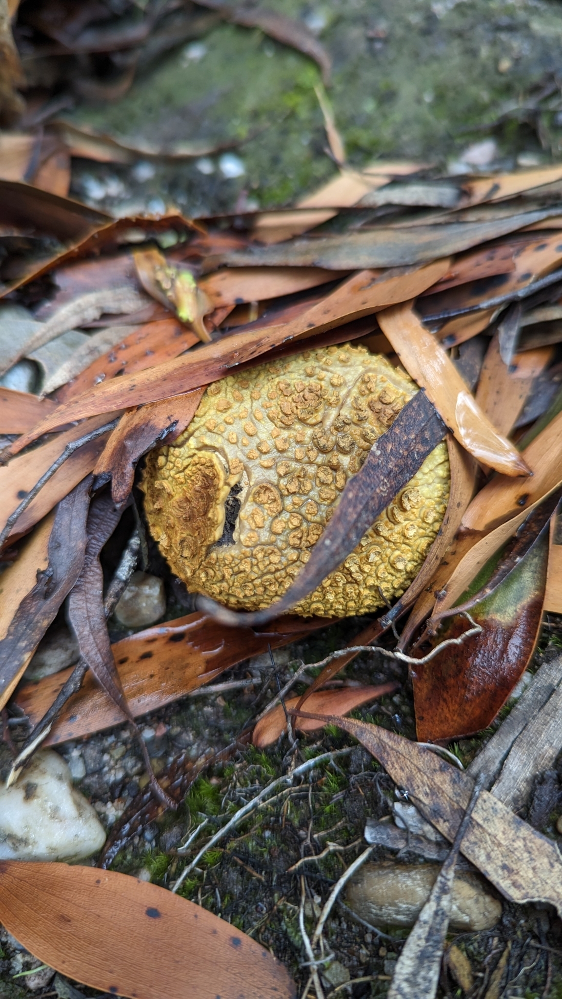 Scleroderma cepa Pers.