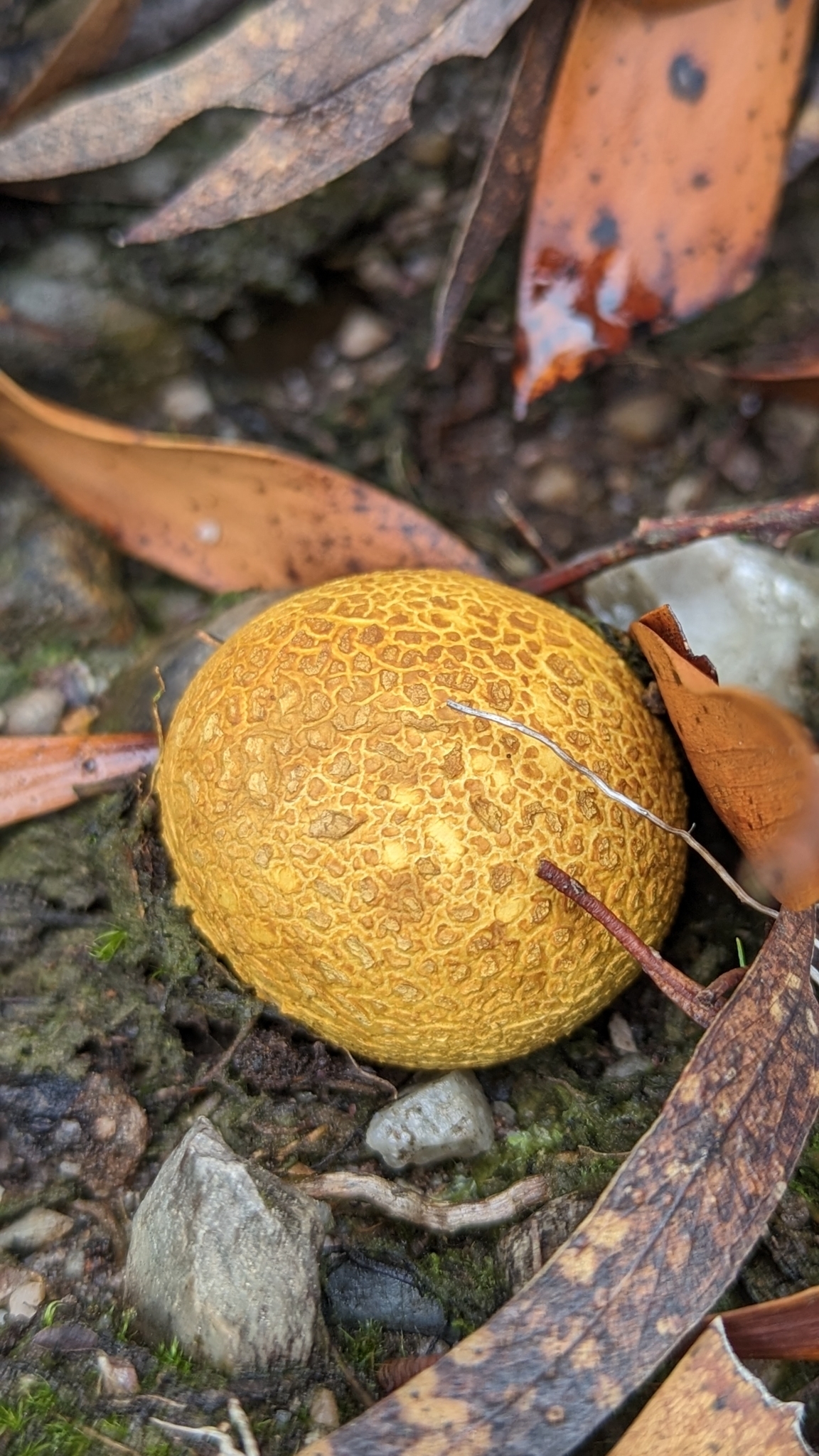 Scleroderma cepa Pers.