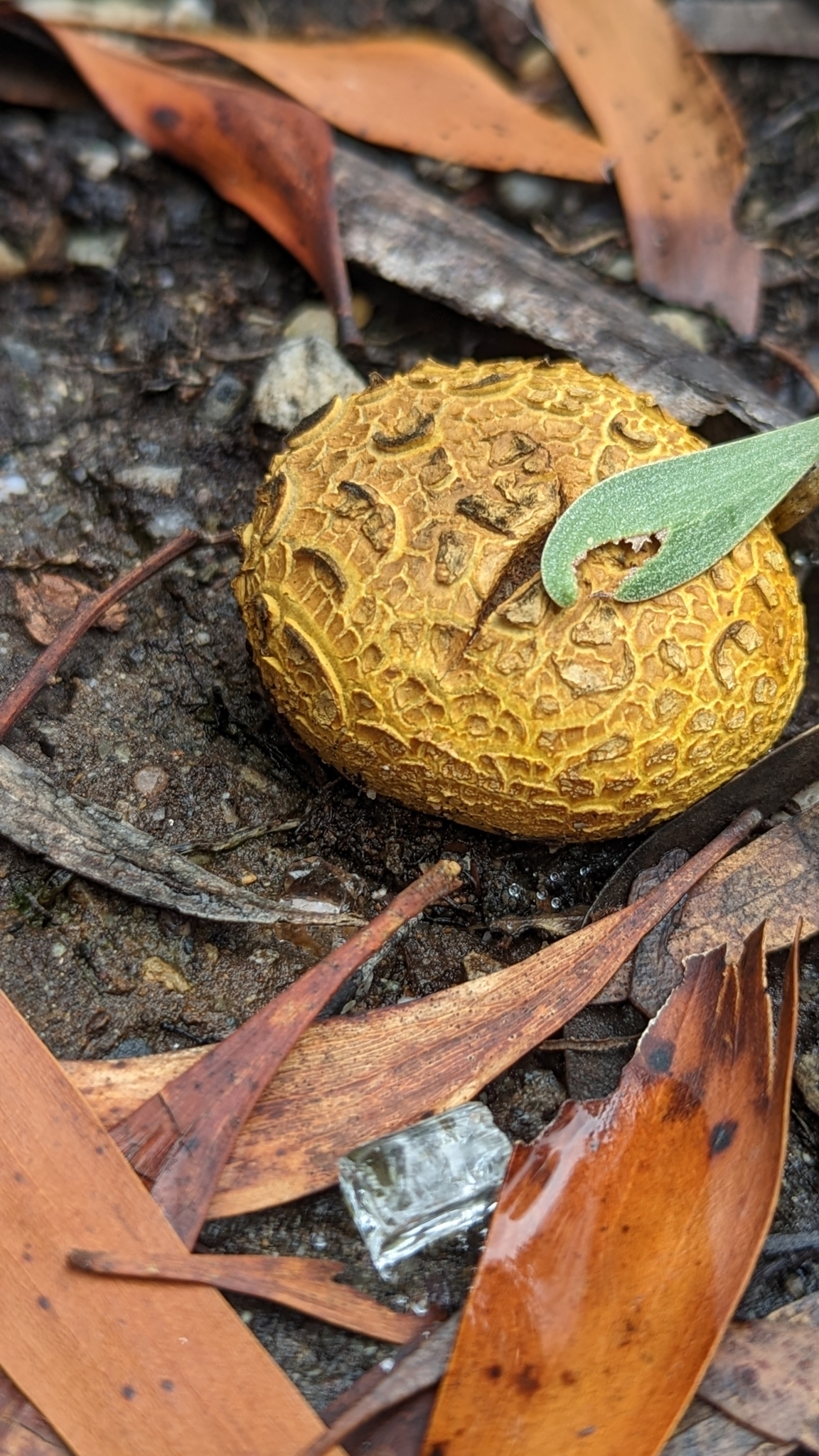 Scleroderma cepa Pers.