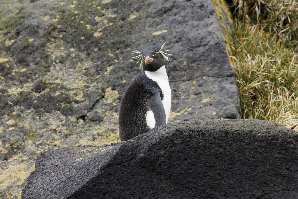 Southern Rockhopper Penguin from Heard Island and McDonald Islands on ...