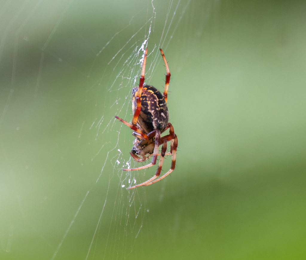Araneus venatrix from Ribeirão Grande - SP, 18315-000, Brasil on April ...