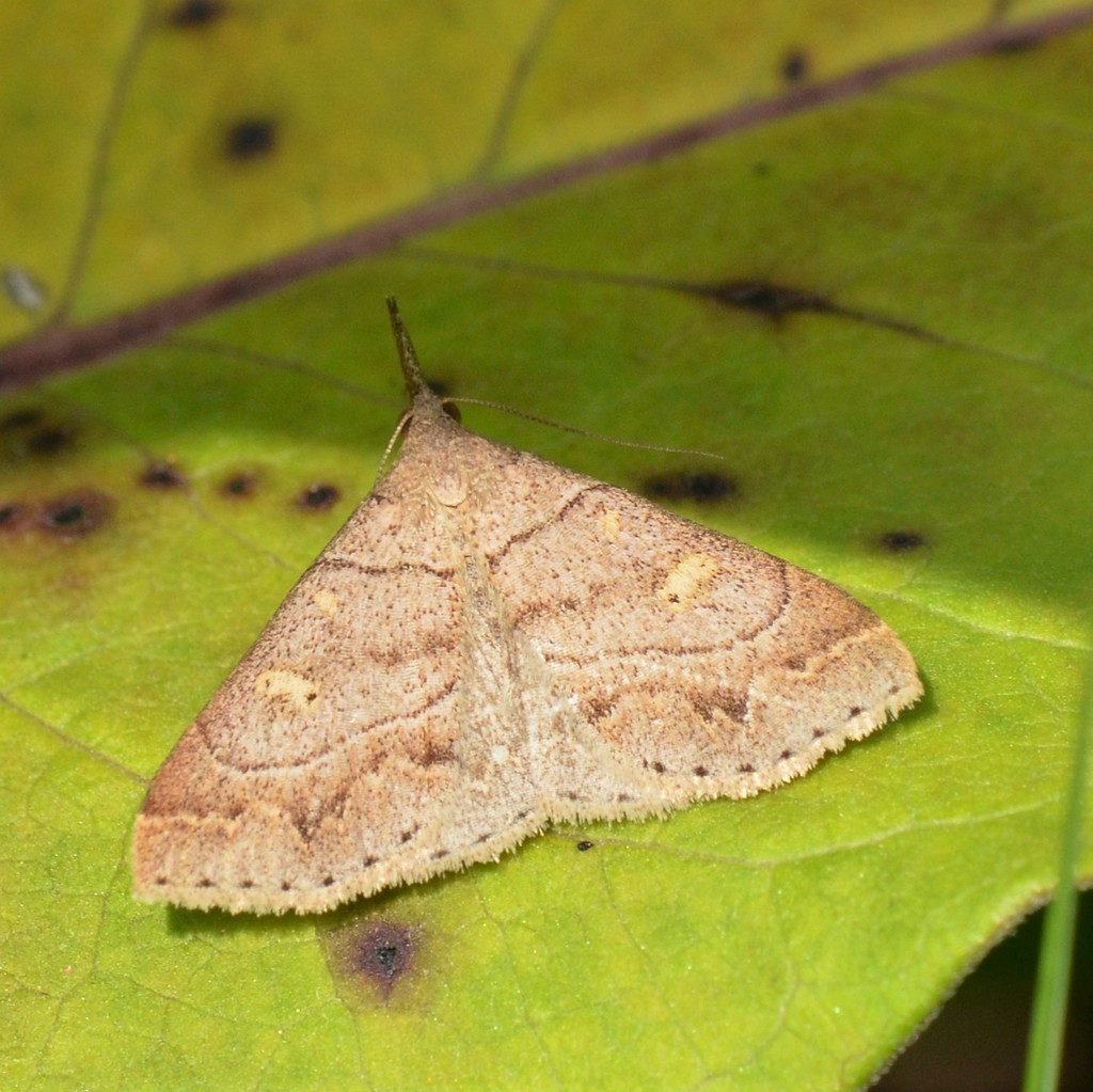 Yellow-spotted Renia Moth (The iNaturalist Guide to Payne Hollow ...