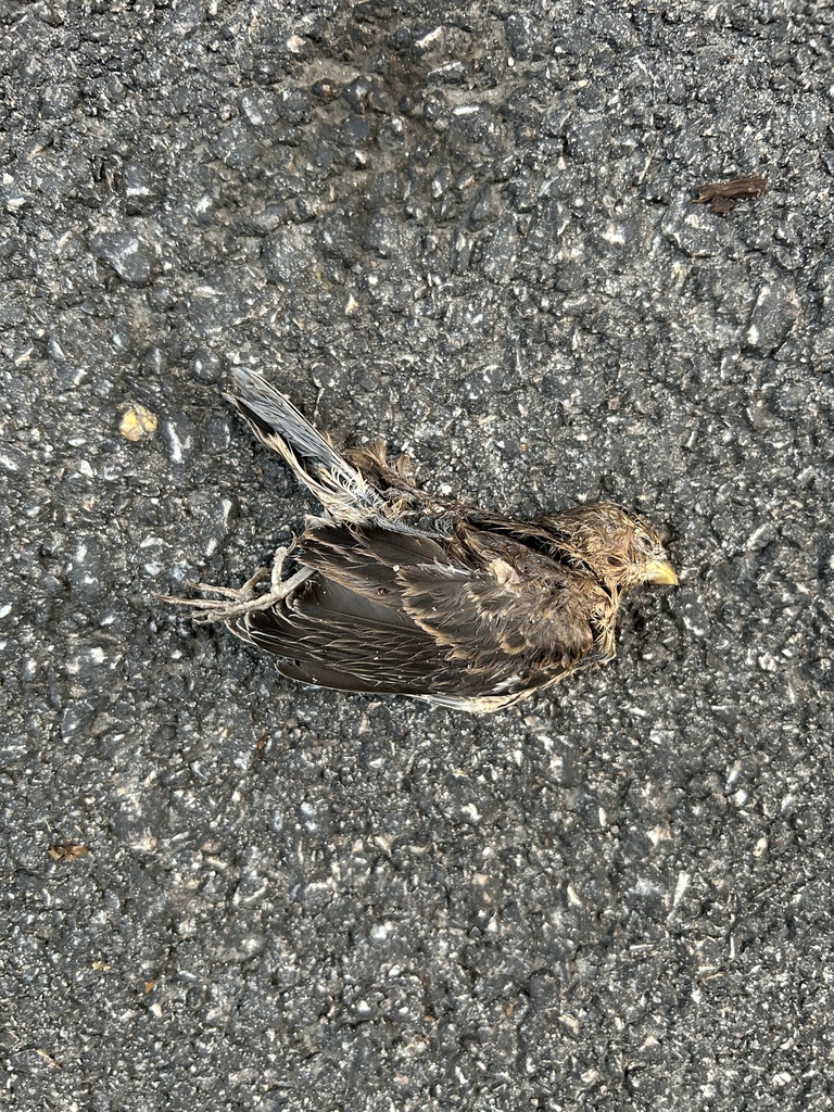 Red-winged Blackbird from W Seventh St, Fort Worth, TX, US on May 15 ...