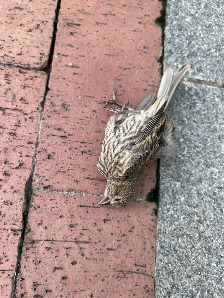 House Finch from W Fourth St, Fort Worth, TX, US on May 15, 2023 at 07: ...
