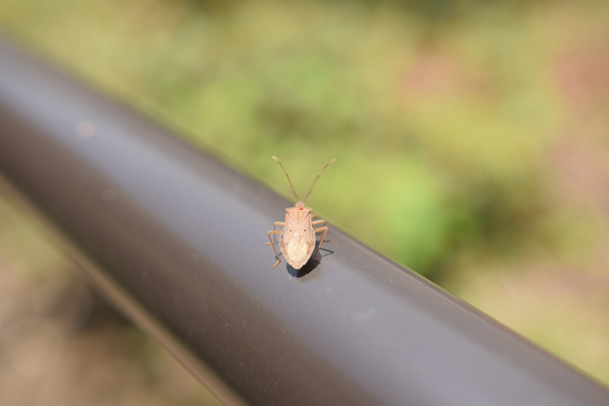 Homoeocerus Burmeister, 1835