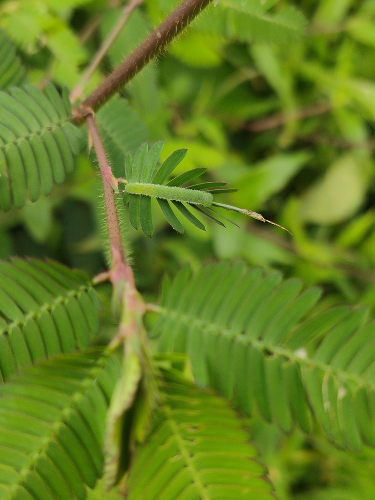 Common Grass Yellow from Mysore Division, Karnataka, India on October 7 ...