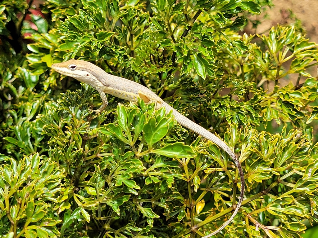 Puerto Rican Anole from Anones, Naranjito, Puerto Rico on May 14, 2023 ...