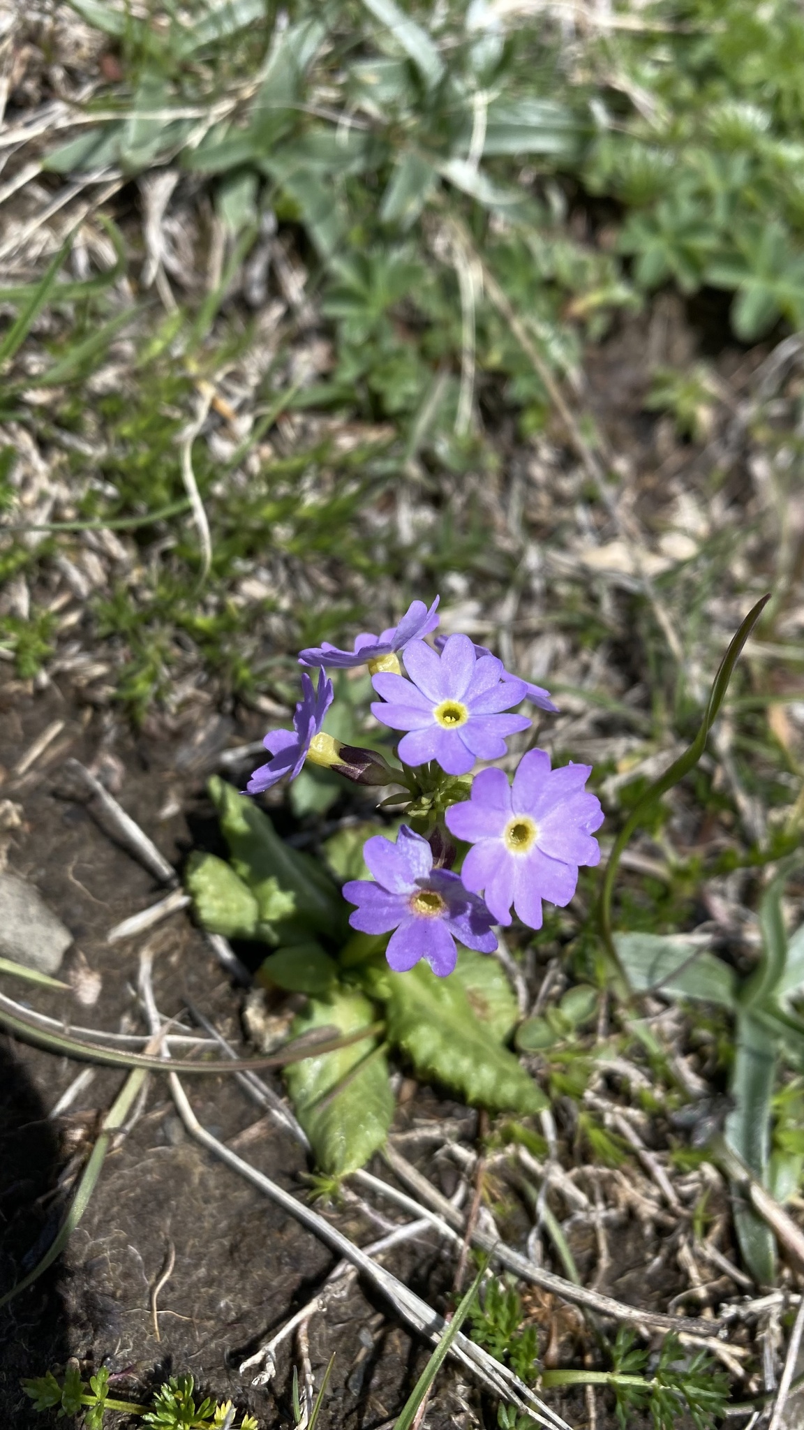 Primula algida Adams