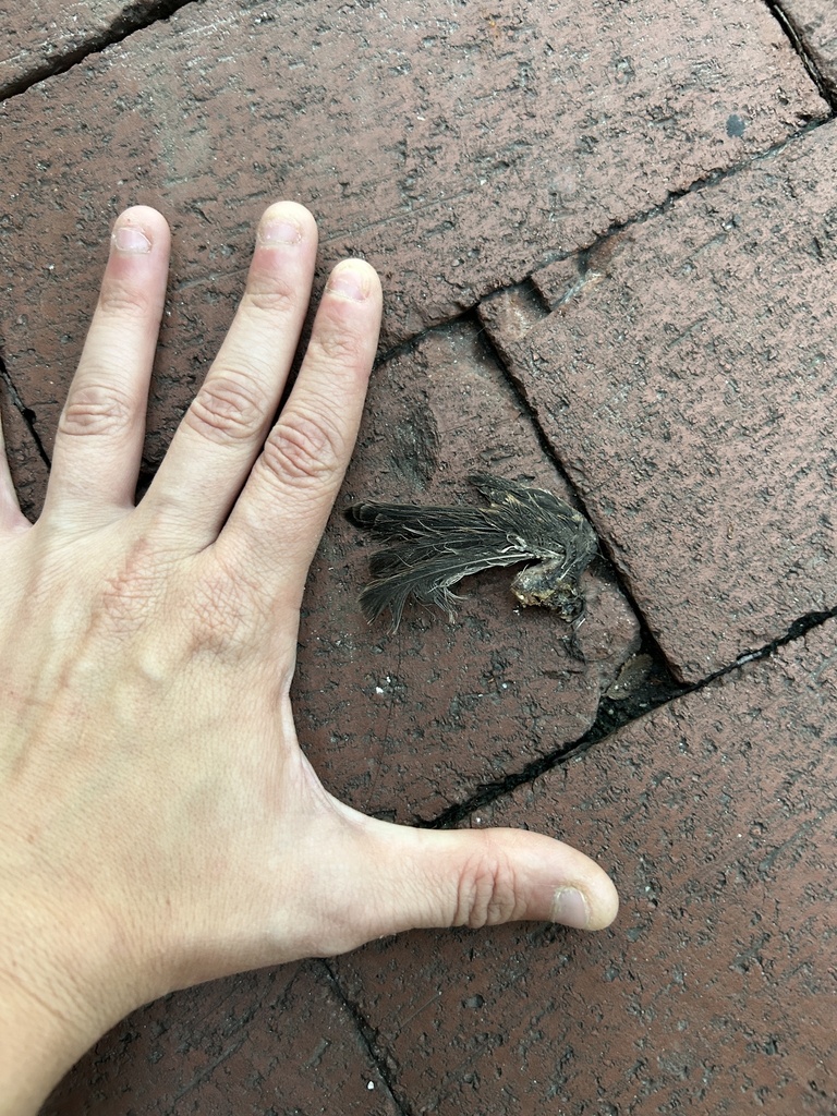 Birds from Main St, Fort Worth, TX, US on May 15, 2023 at 07:12 AM by ...