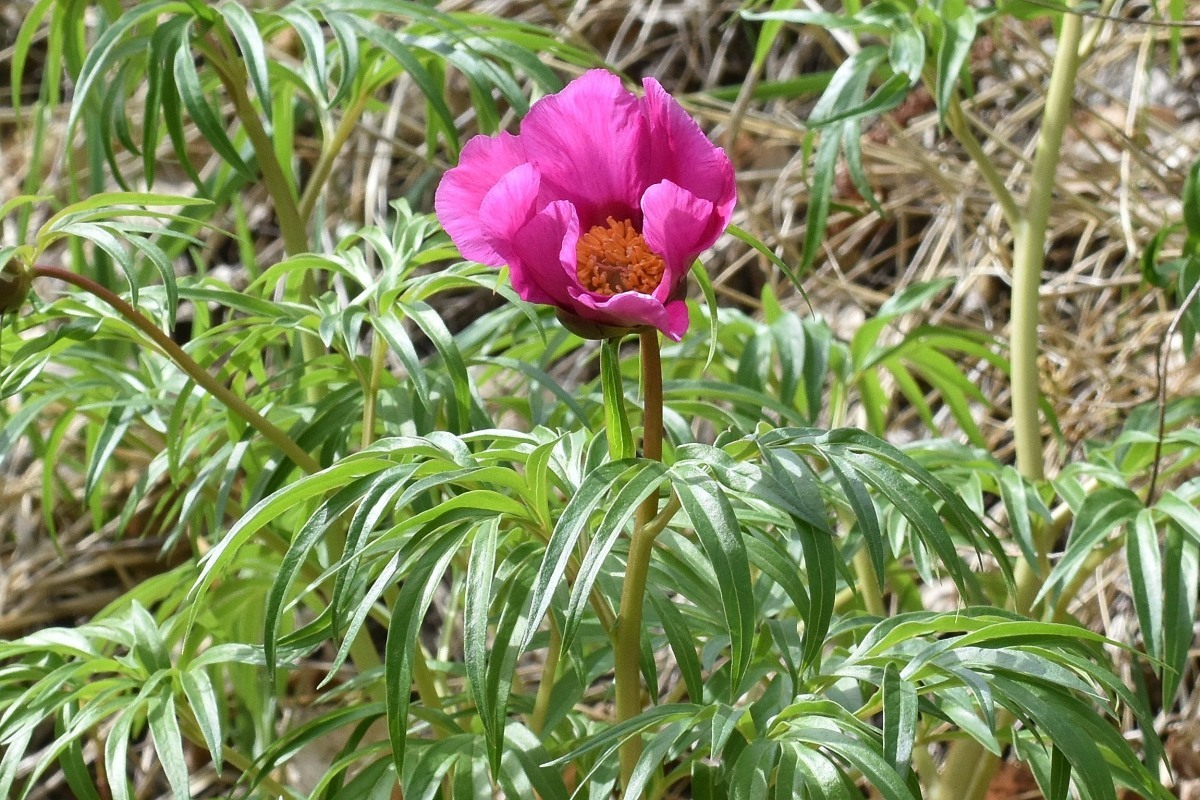 Paeonia intermedia C.A.Mey. ex Ledeb.
