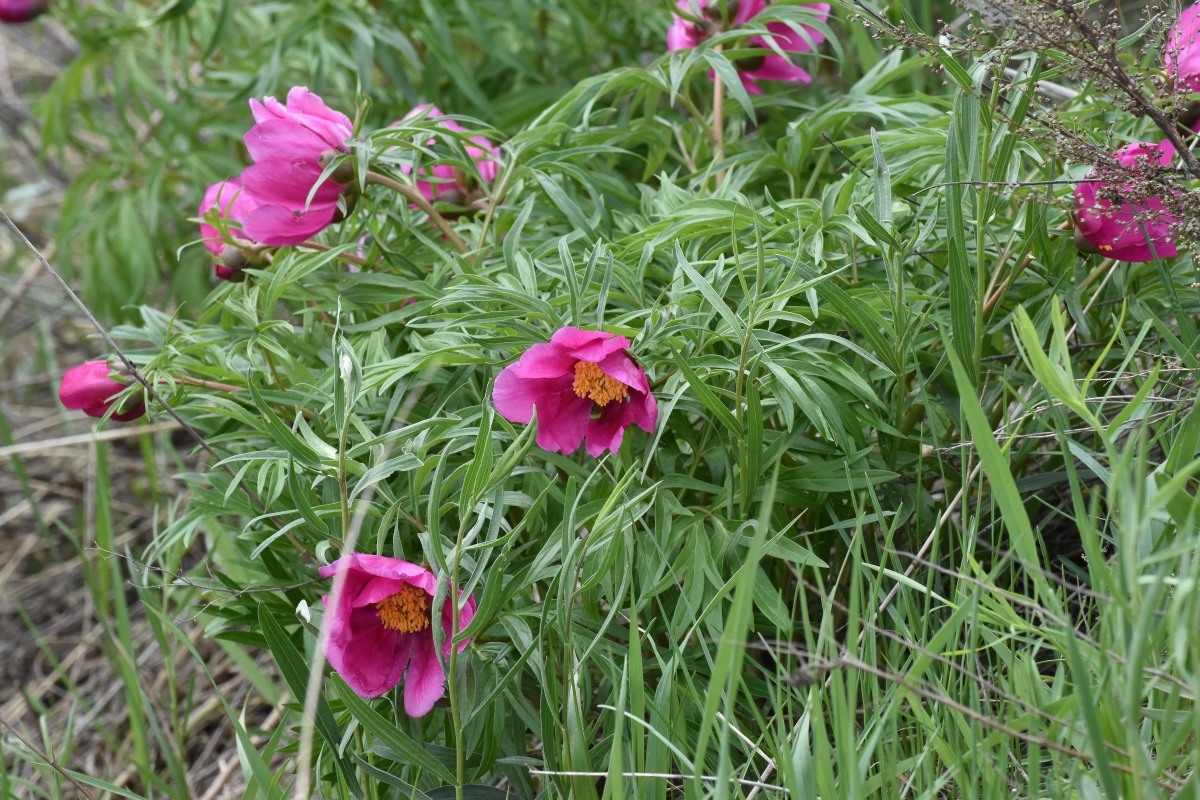 Paeonia intermedia C.A.Mey. ex Ledeb.
