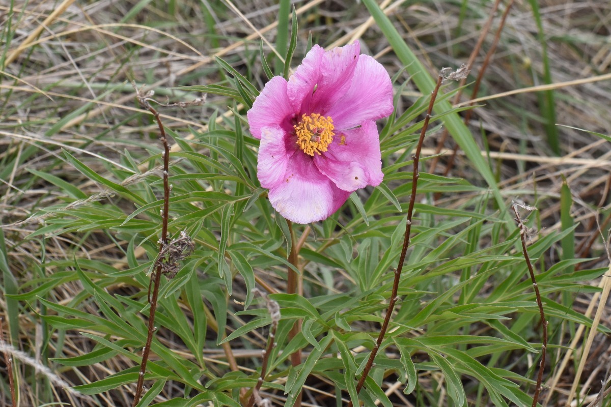Paeonia intermedia C.A.Mey. ex Ledeb.