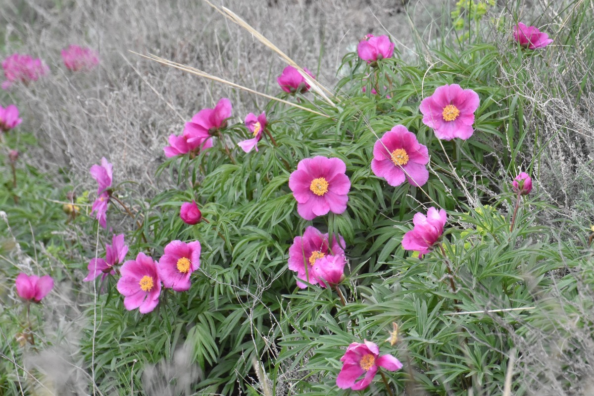 Paeonia intermedia C.A.Mey. ex Ledeb.