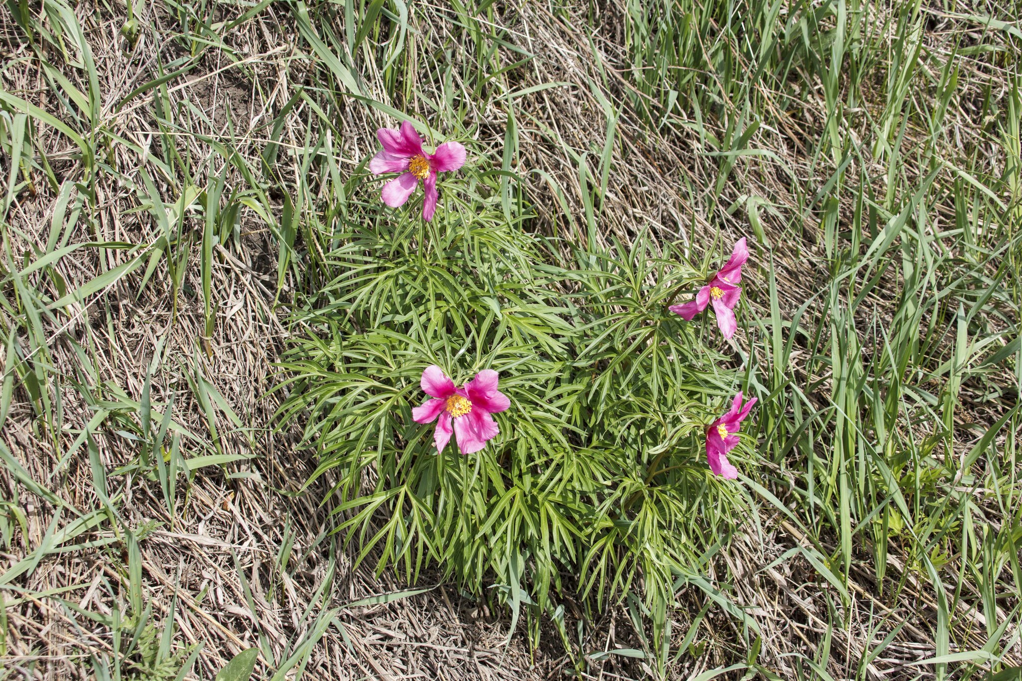 Paeonia intermedia C.A.Mey. ex Ledeb.