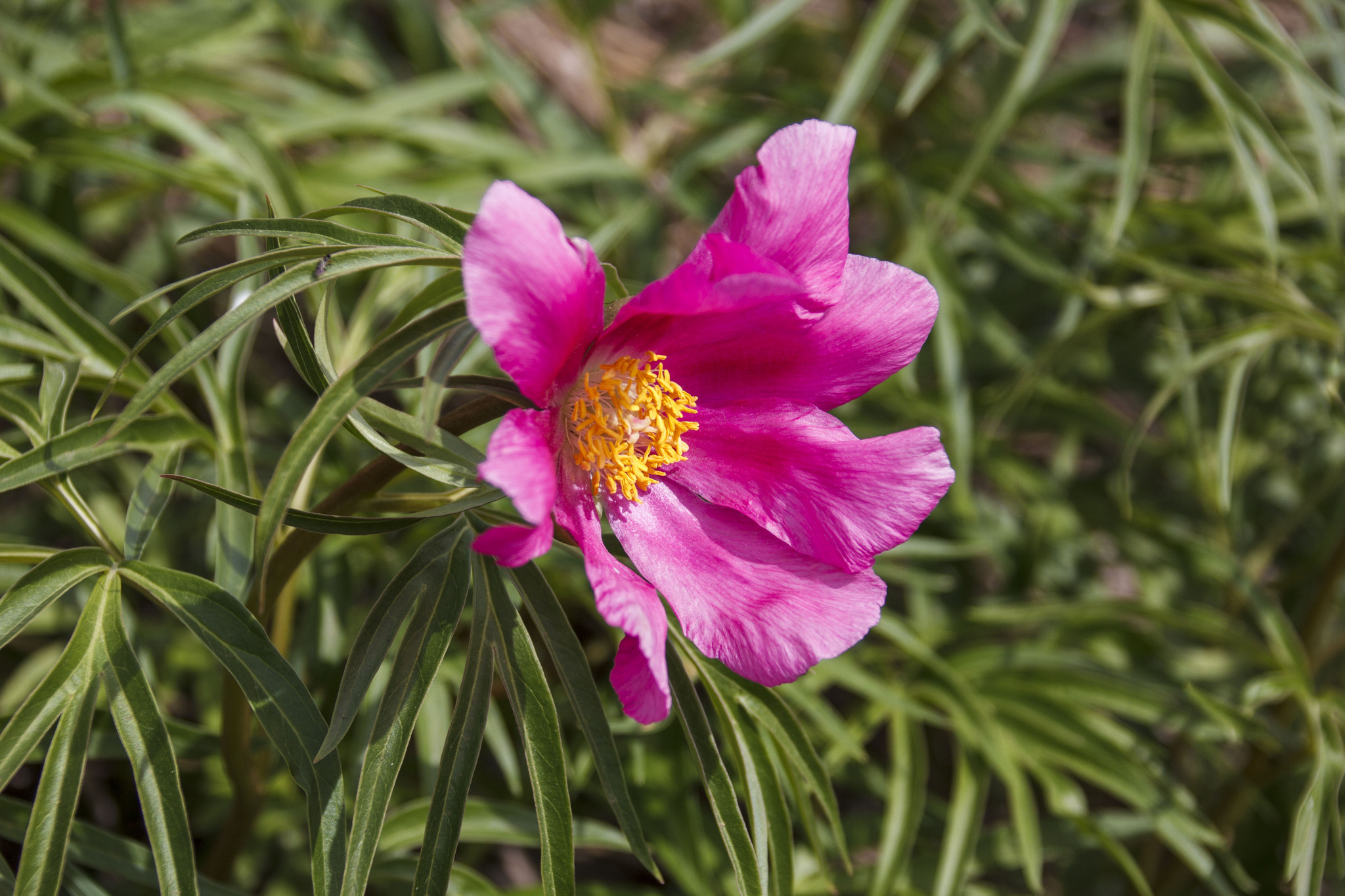 Paeonia intermedia C.A.Mey. ex Ledeb.