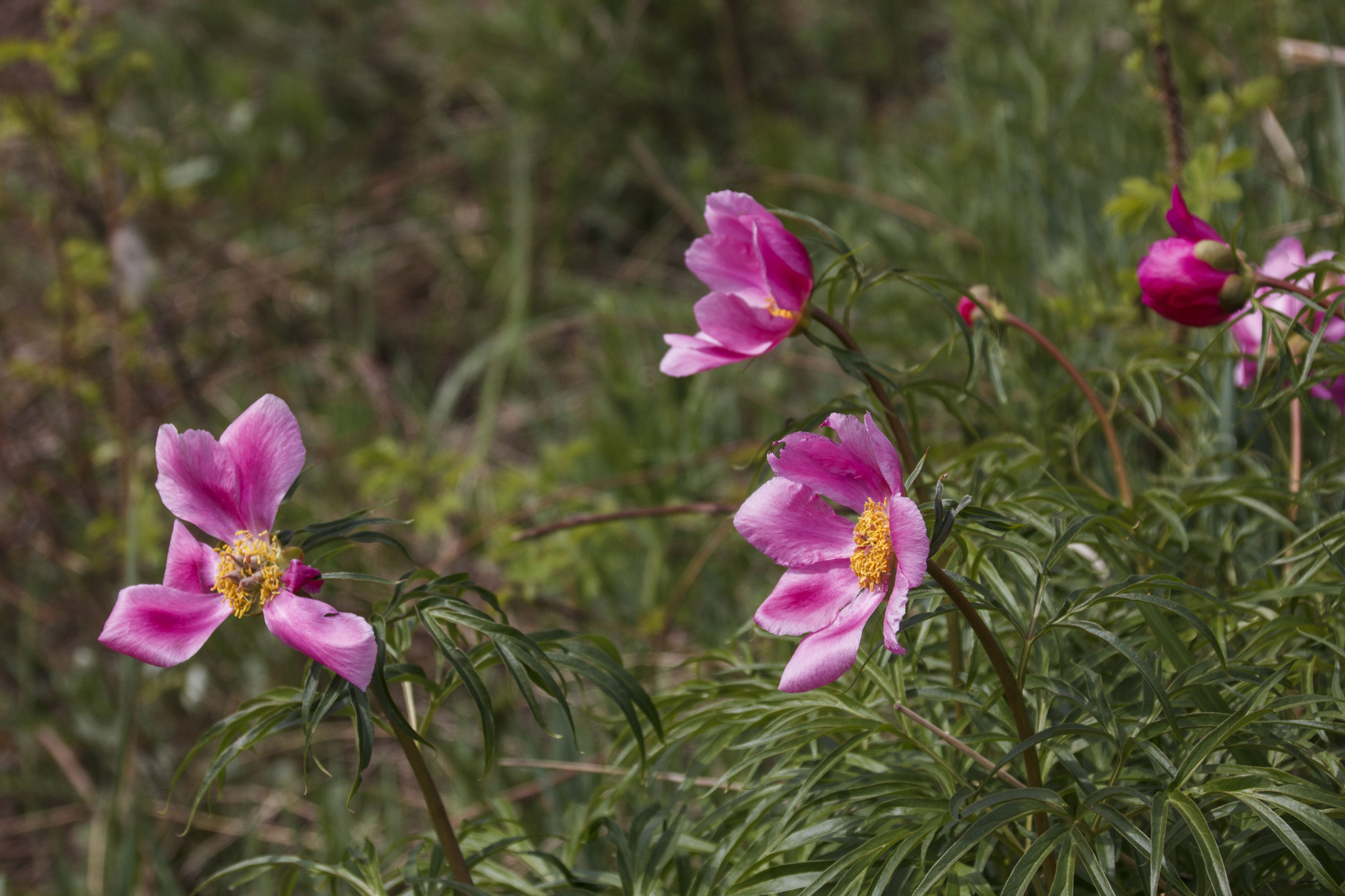 Paeonia intermedia C.A.Mey. ex Ledeb.