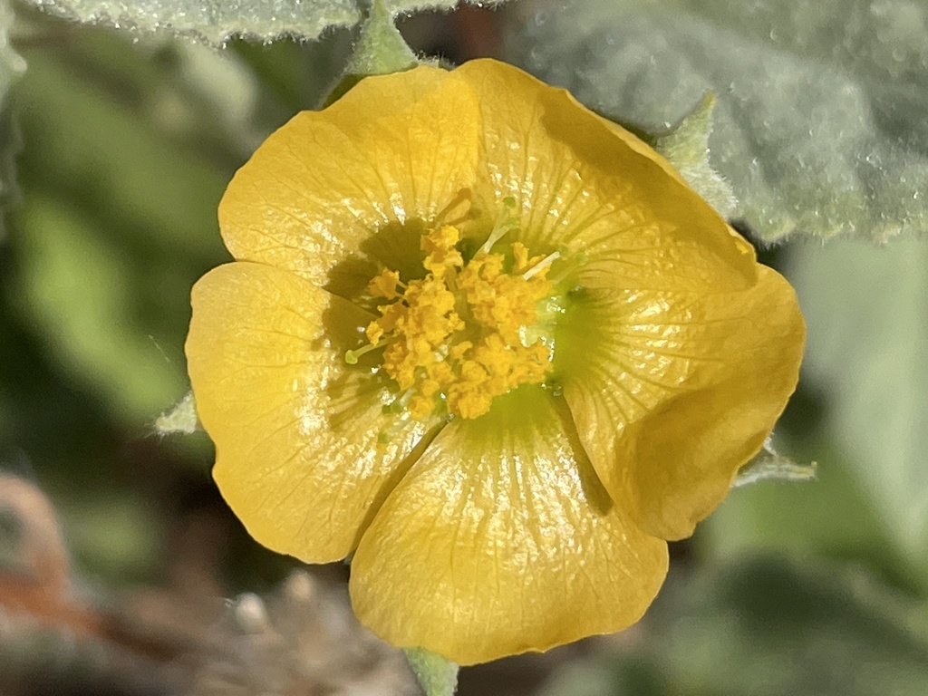 Shrubby Indian Mallow from Coronado National Forest, Tucson, AZ, US on ...