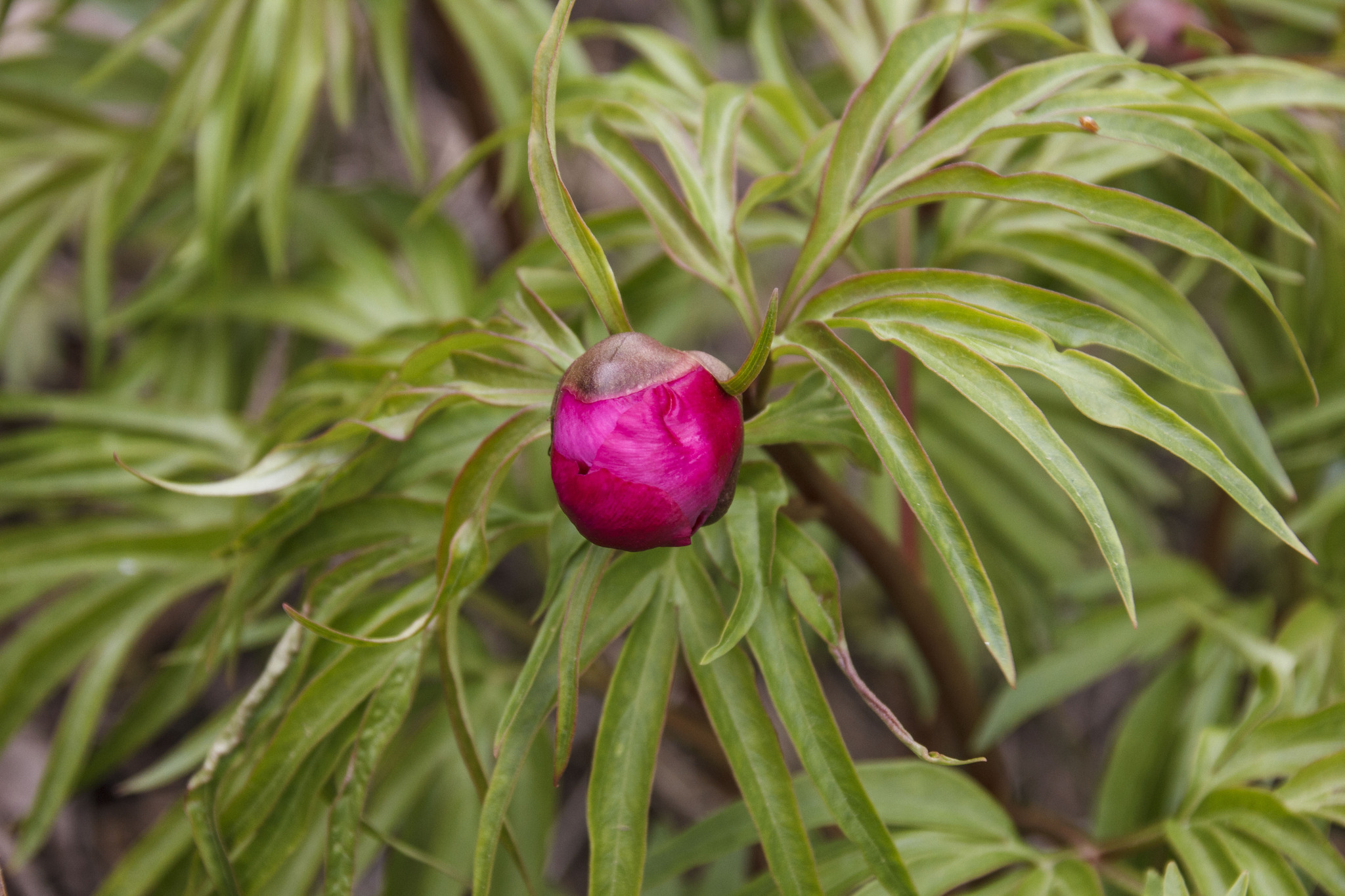 Paeonia intermedia C.A.Mey. ex Ledeb.