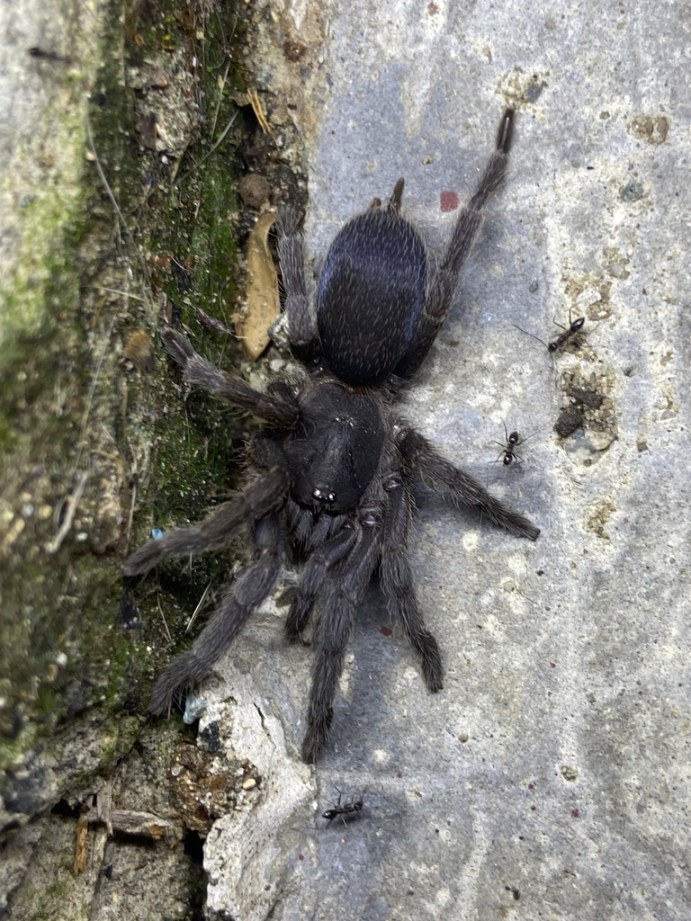 Phlogiellus from Great Andaman Island, North And Middle Andaman, AN, IN ...