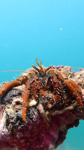 Clibanarius arethusa · iNaturalist