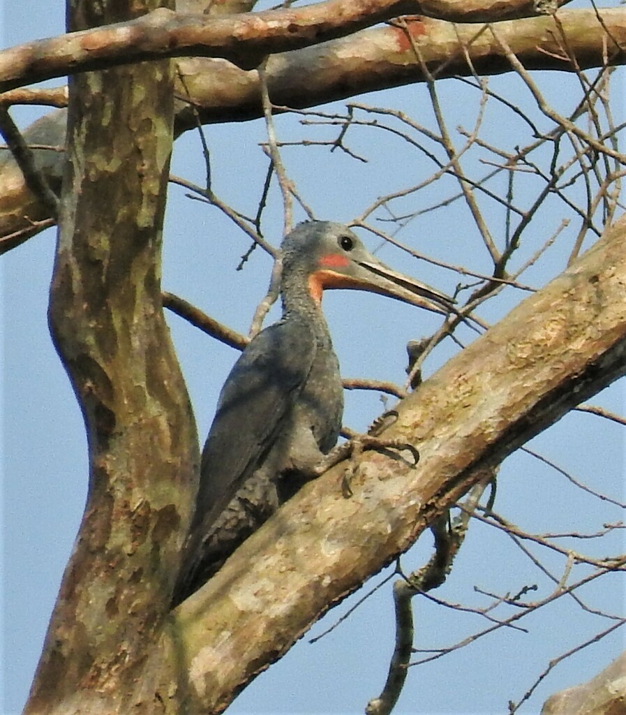 Great Slaty Woodpecker in February 2020 by Scott Flamand · iNaturalist