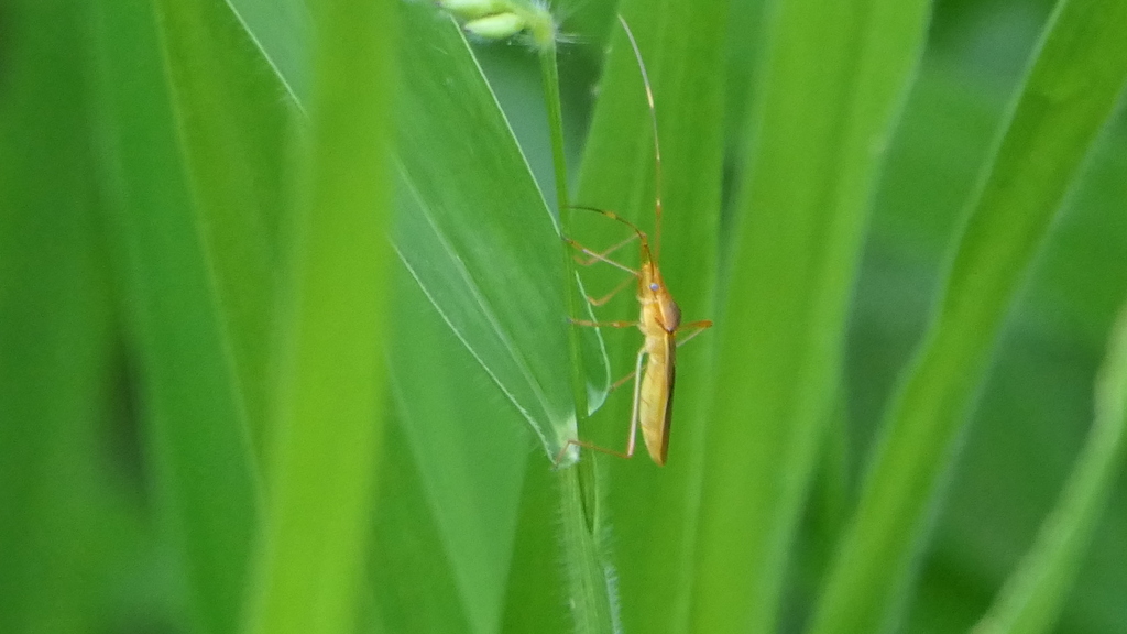Paddy Bug from Kuranda QLD 4881, Australia on May 14, 2023 by ...