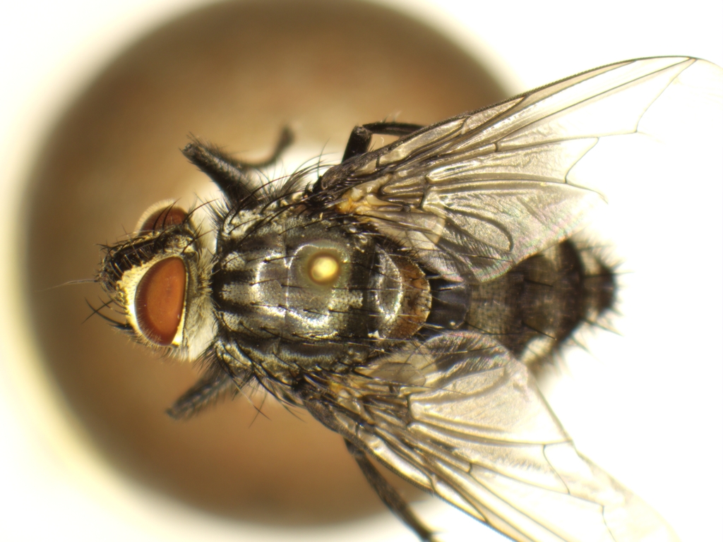 Exorista from Brandenburg, Deutschland on May 10, 2023 by Frederik ...