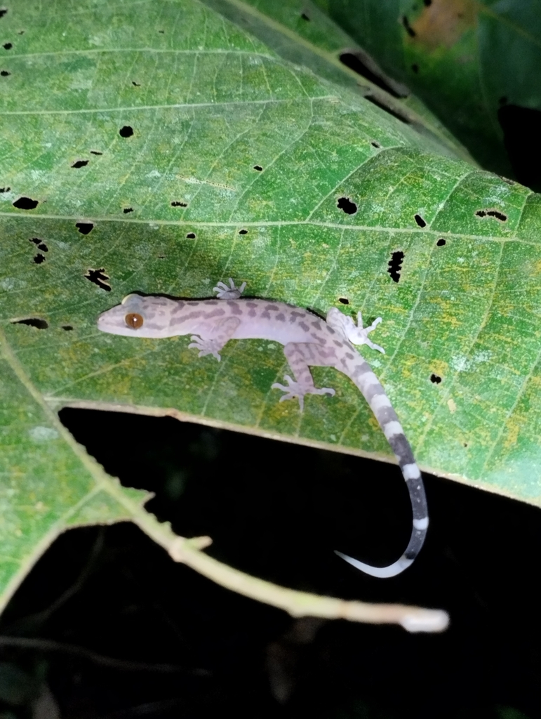 Four-striped Bent-toed Gecko from Bukit Raja, Selangor, Malaysia on May ...