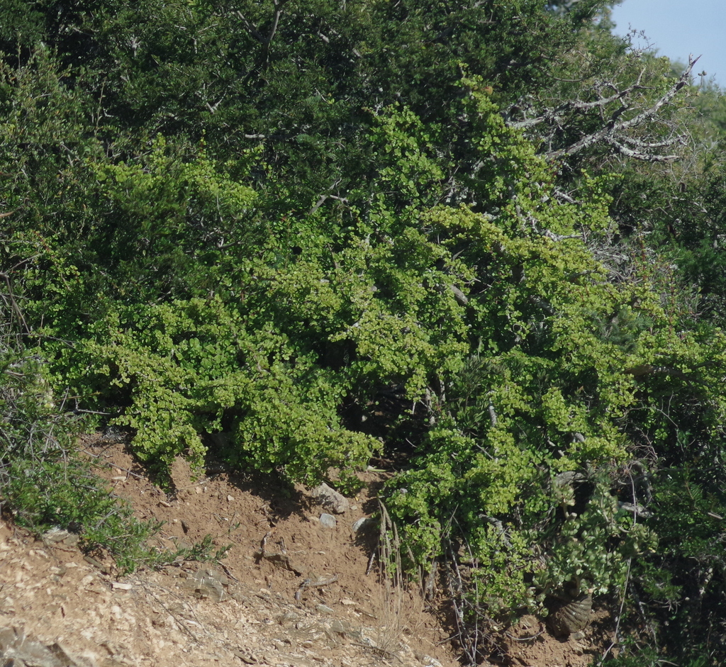 Elephant bush from Grahamstown to Bedford on the R350, Eastern Cape ...